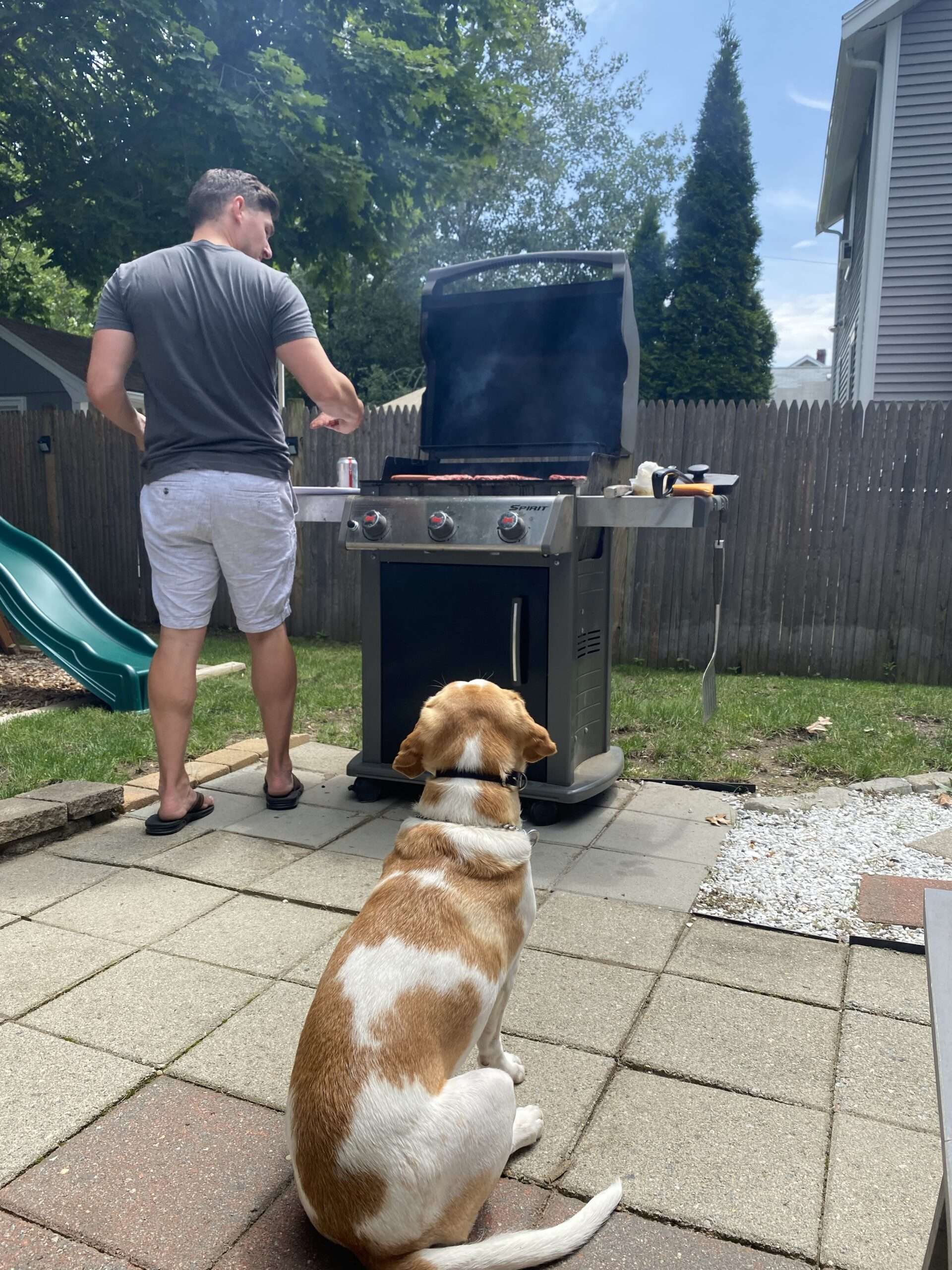 How to Host a Safe BBQ for your Pets - Veterinary Urgent Care Center